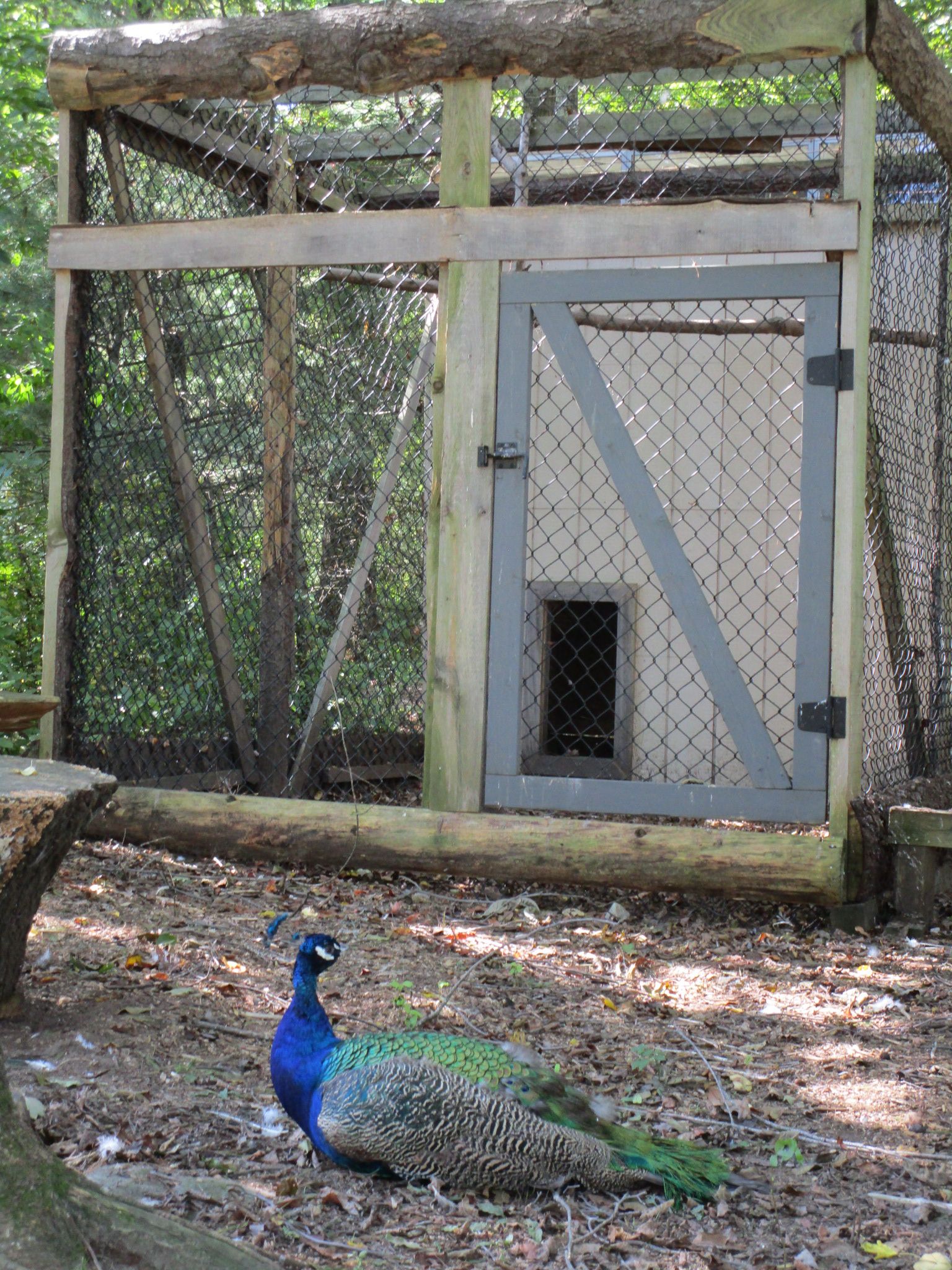 Buy Hand Crafted Aviary, made to order from KL Design, Inc ...