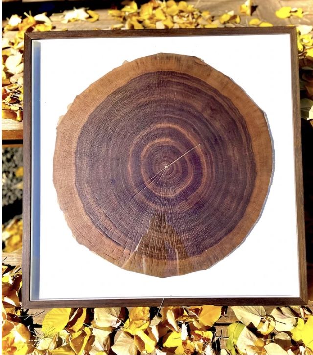 Buy Hand Crafted Real Tree Ring Wall Art 26" X 26", made to order from ...